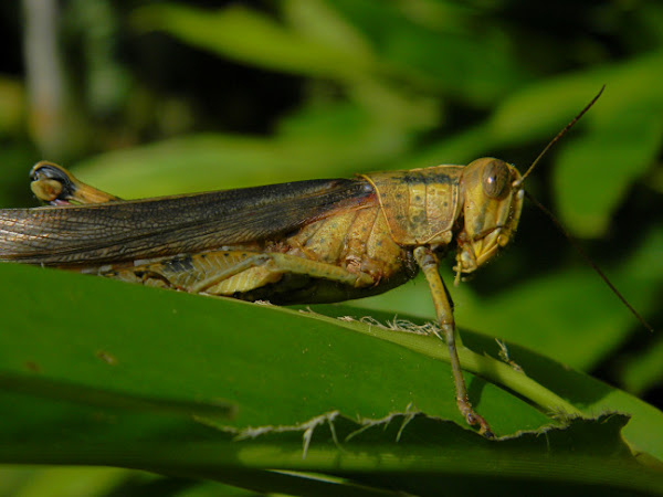 Javanese grasshopper, belalang kayu, belalang kunyit | Project Noah