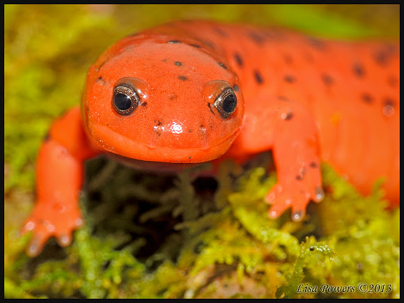 Midland Mud Salamander | Project Noah