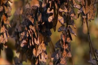 Monarch butterfly | Project Noah