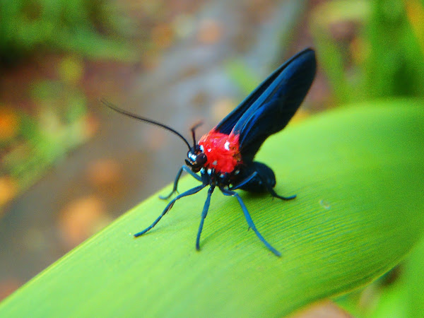 Unknown Moth | Project Noah