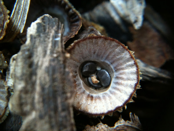 Birds Nest Fungi | Project Noah