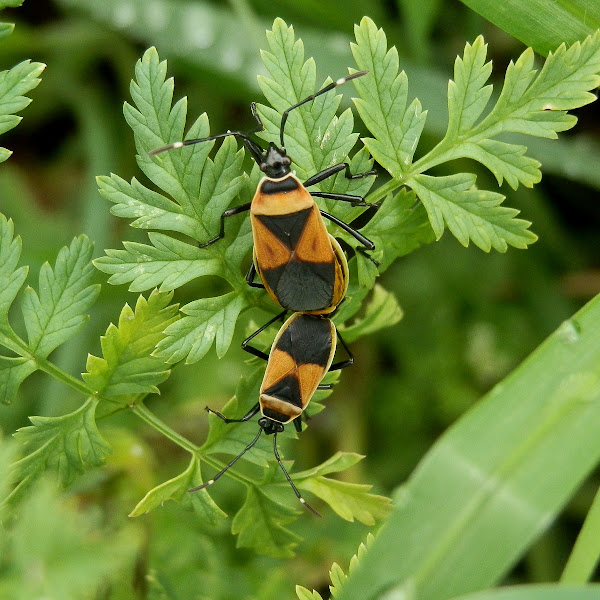 Harlequin Bugs | Project Noah