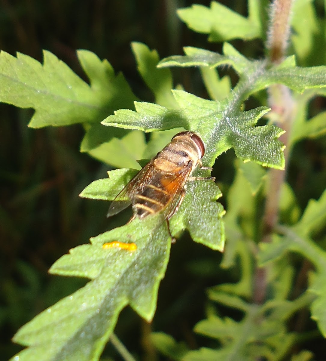 Mosca Mimética-Abeja | Project Noah
