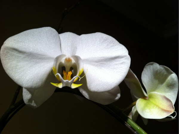 Orchid | Project Noah