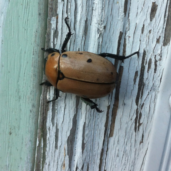 Grapevine Beetle | Project Noah