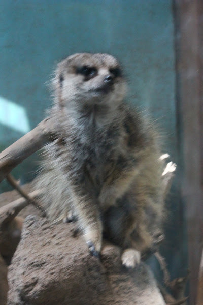 Meerkat | Project Noah
