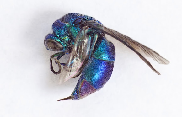 Cuckoo wasp | Project Noah