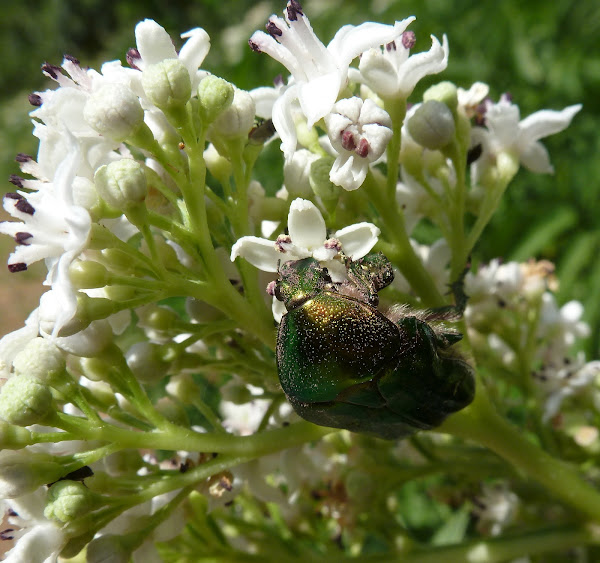 Rose chafer | Project Noah