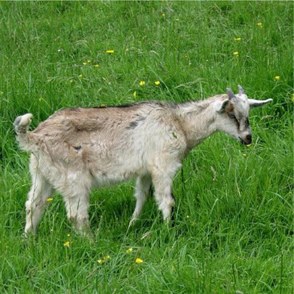 Cabra. Goat | Project Noah