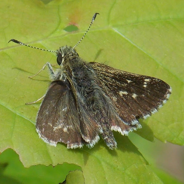 Pepper and Salt Skipper | Project Noah