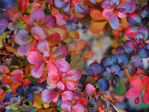 Barberry Bush | Project Noah