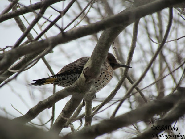 Northern "Yellow-shafted" Flicker | Project Noah