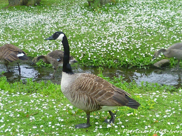 Canada Goose | Project Noah