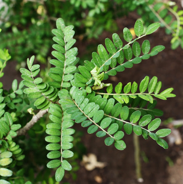 Toromiro | Project Noah