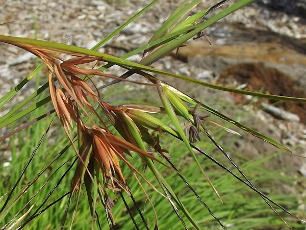 Kangaroo grass | Project Noah
