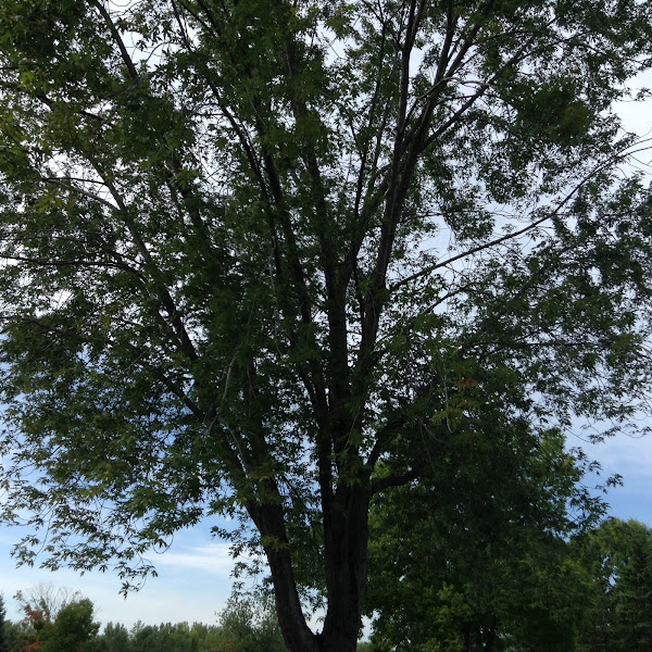 Silver maple | Project Noah