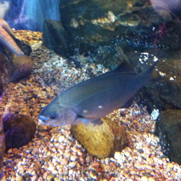 Bermuda sea chub | Project Noah