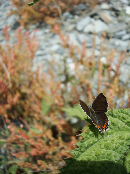 Sorrel Sapphire Butterfly | Project Noah
