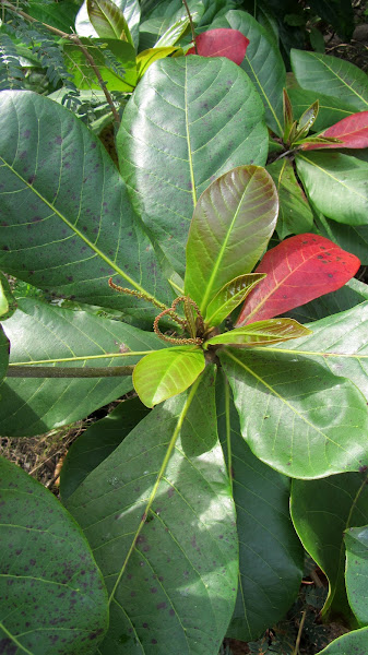 Beach Almond | Project Noah