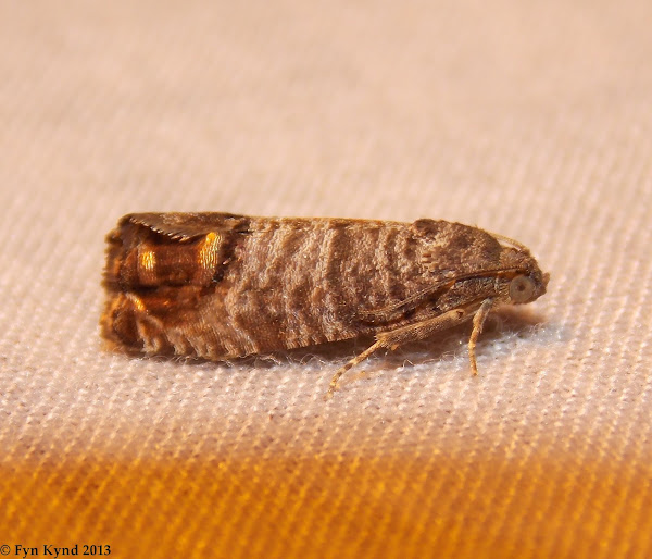 Codling Moth | Project Noah