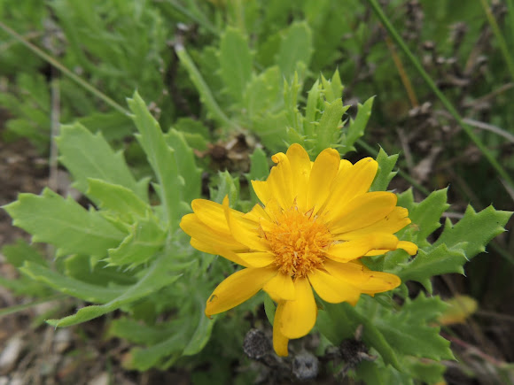 Camphor Daisy | Project Noah