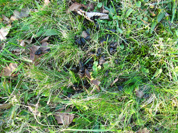 White-tail Deer (scat) | Project Noah