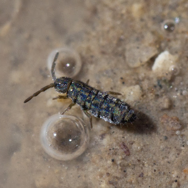 springtail (snow flea) | Project Noah