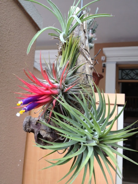 Air plant | Project Noah