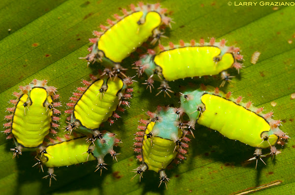 Slug Moth Caterpillars | Project Noah