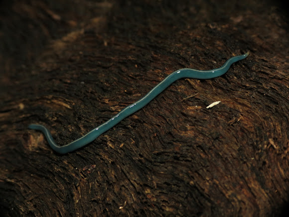 Blue garden flatworm | Project Noah