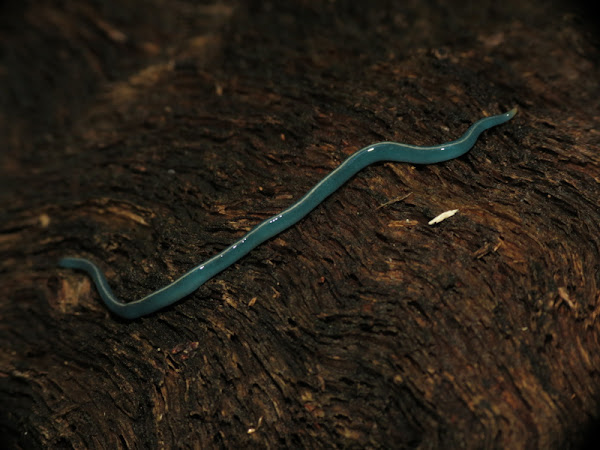 Blue garden flatworm | Project Noah