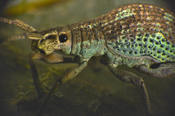 Weevil | Project Noah