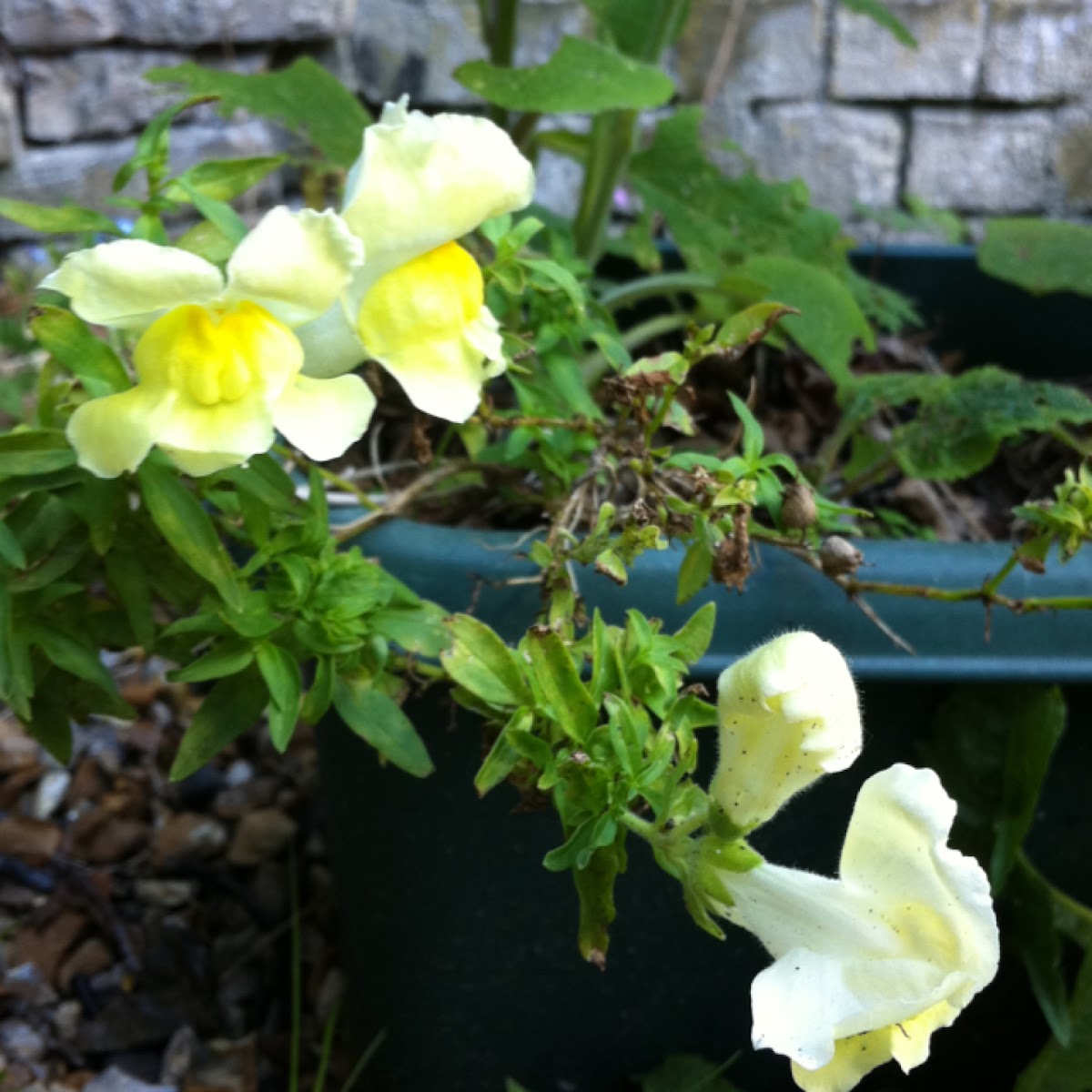 F1 Snapdragon 'Lemon Drops' | Project Noah