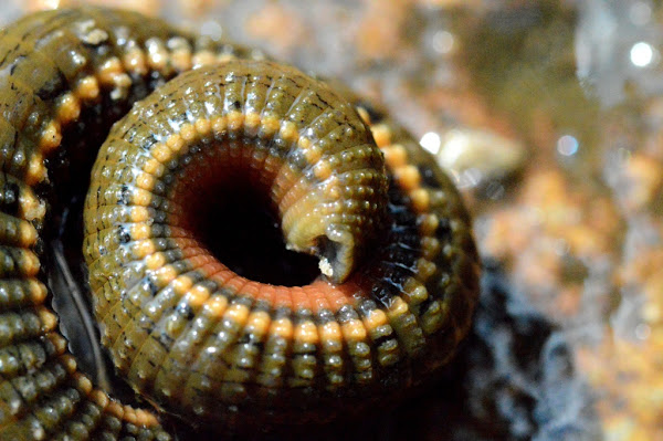 Leech | Project Noah