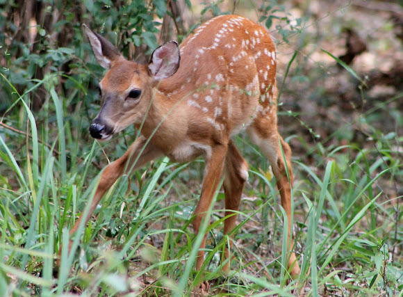 Deciduous Forest Baby Deer