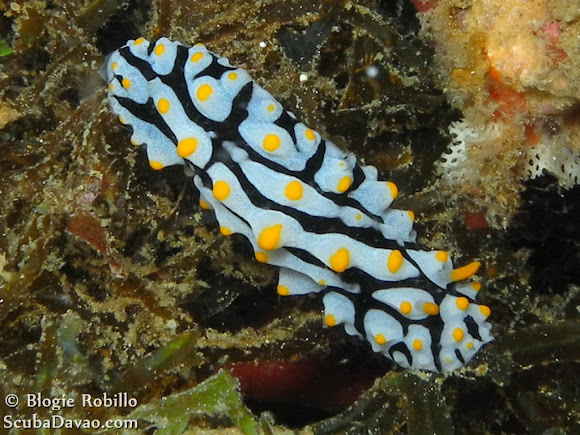 Varicose Phyllidia | Project Noah