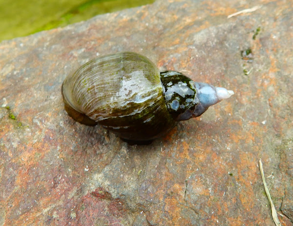Great Pond Snail | Project Noah
