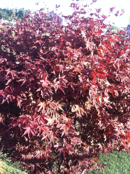 Japanese maple tree | Project Noah