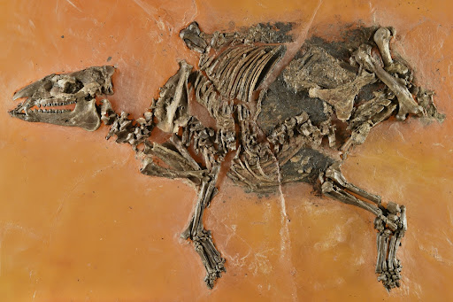 UNESCO World Heritage Messel Pit Fossil Site — Google Arts & Culture