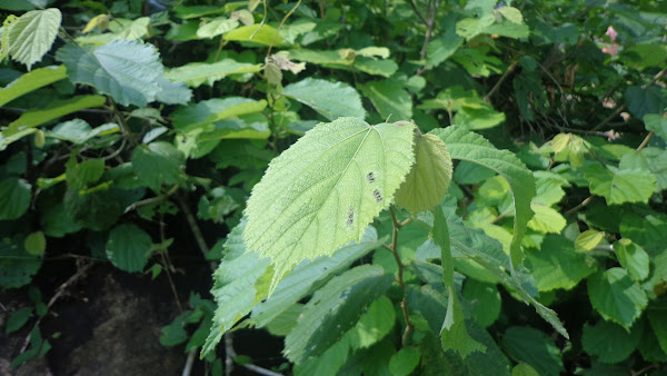 Indian Screw Tree / ഇടംപിരി വലംപിരി | Project Noah