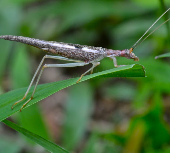 Two spotted tree cricket | Project Noah