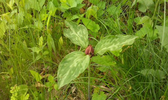 Prairie trillium | Project Noah