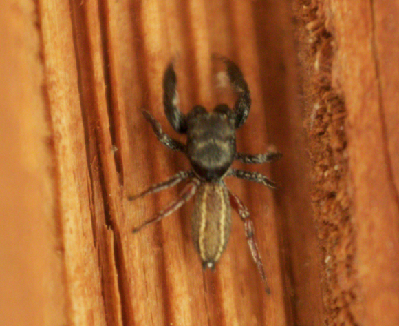 jumping-spider-project-n-noah