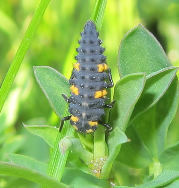 Seven-Spotted Ladybug Larvae | Project Noah