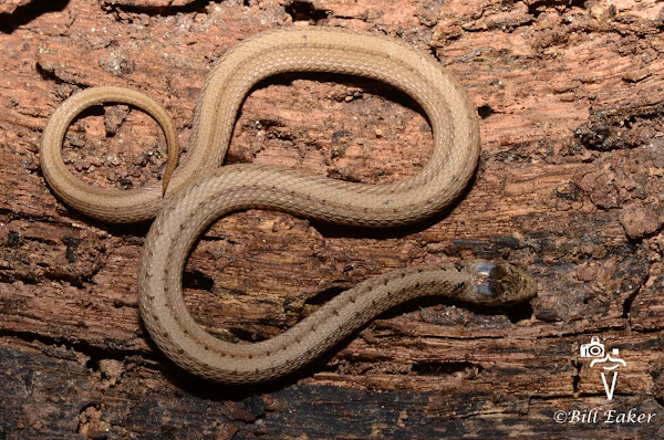 DeKay's Brown Snake | Project Noah