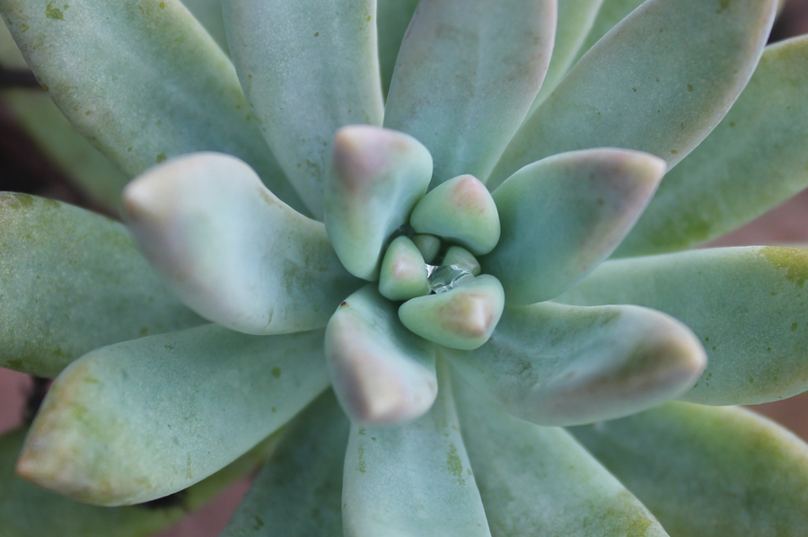 Unknown Cactai | Project Noah