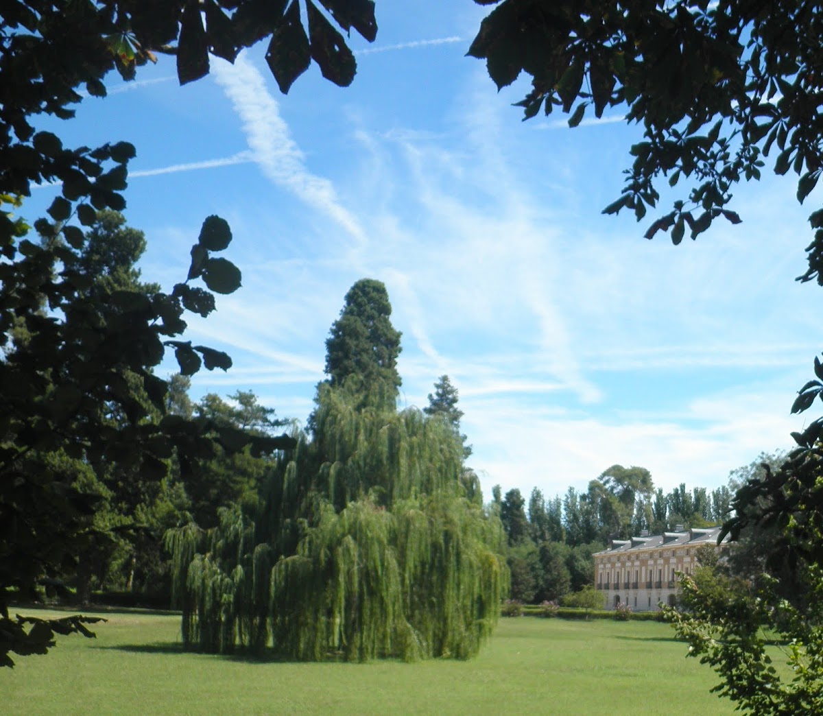 Salix babylonica (Sauce llorón. Weeping willow) | Project Noah