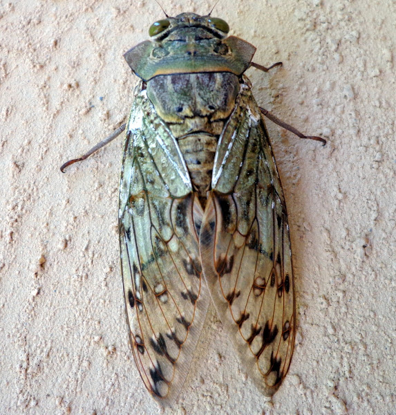 Axe-head cicada | Project Noah