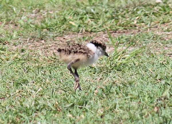 Masked Lapwing Chick | Project Noah