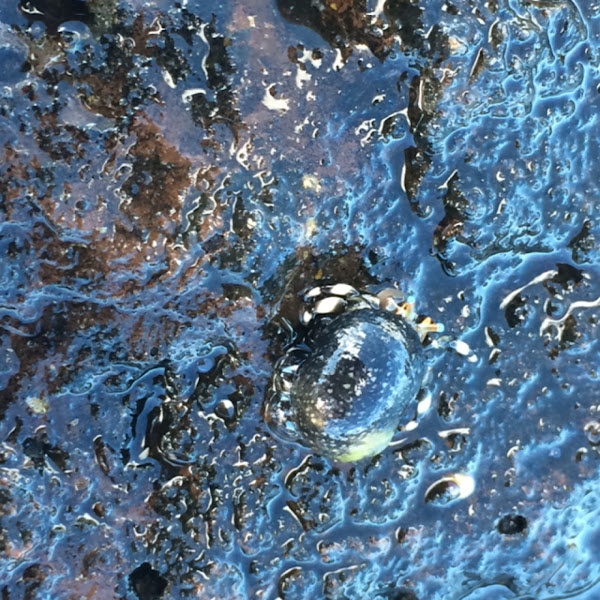 Zebra Hermit Crab | Project Noah